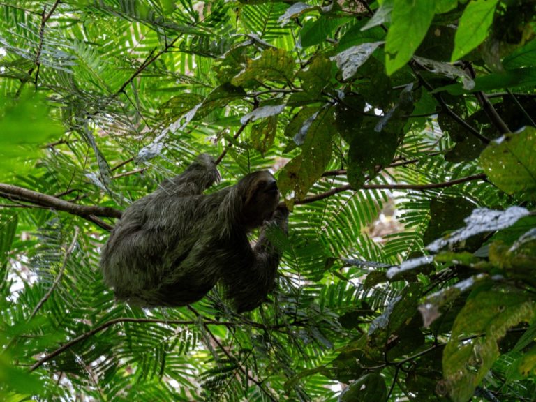 Faultiere in Costa Rica - franzifarfaraway