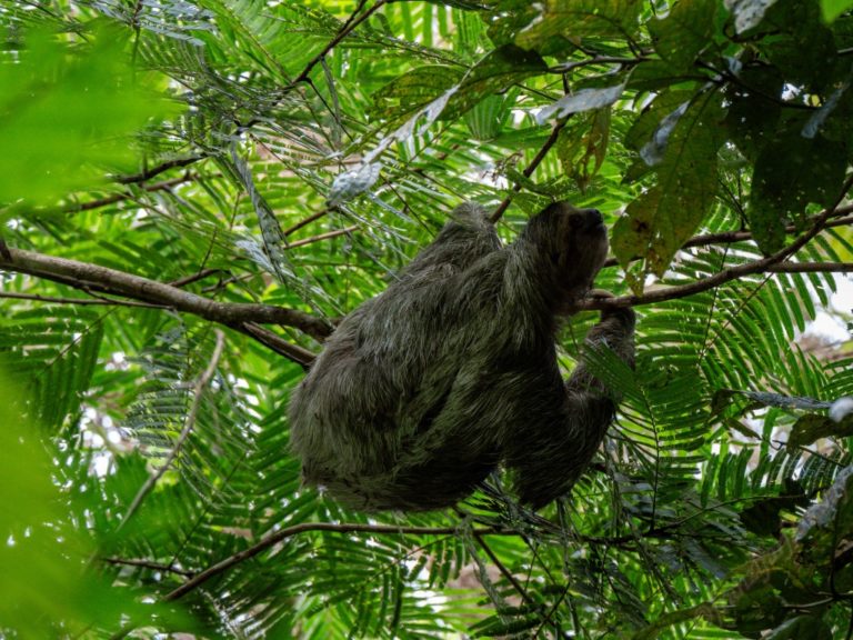 Faultiere in Costa Rica - franzifarfaraway