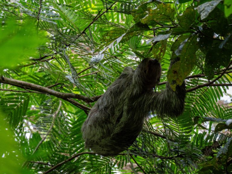 Faultiere in Costa Rica - franzifarfaraway