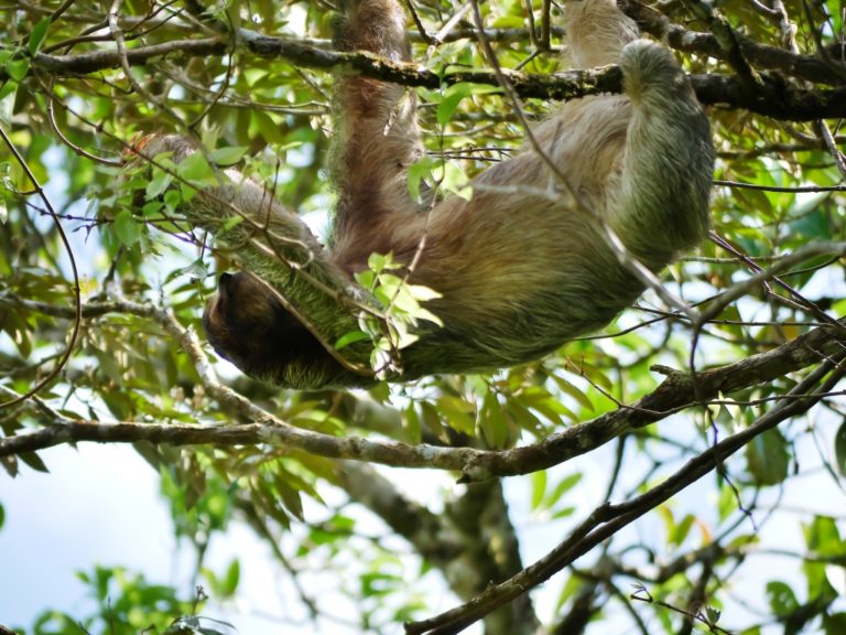 Faultiere in Costa Rica - franzifarfaraway